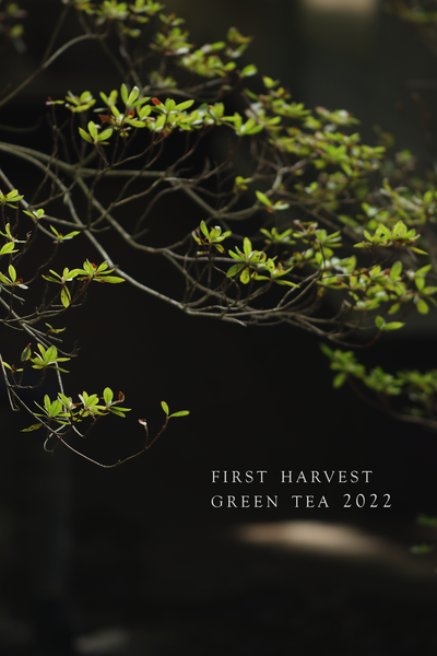 First Harvest Green Teas 明前绿茶 – Cultivate Tea