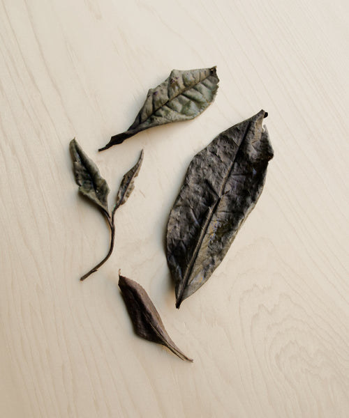 SAVSAV – Cultivate Tea