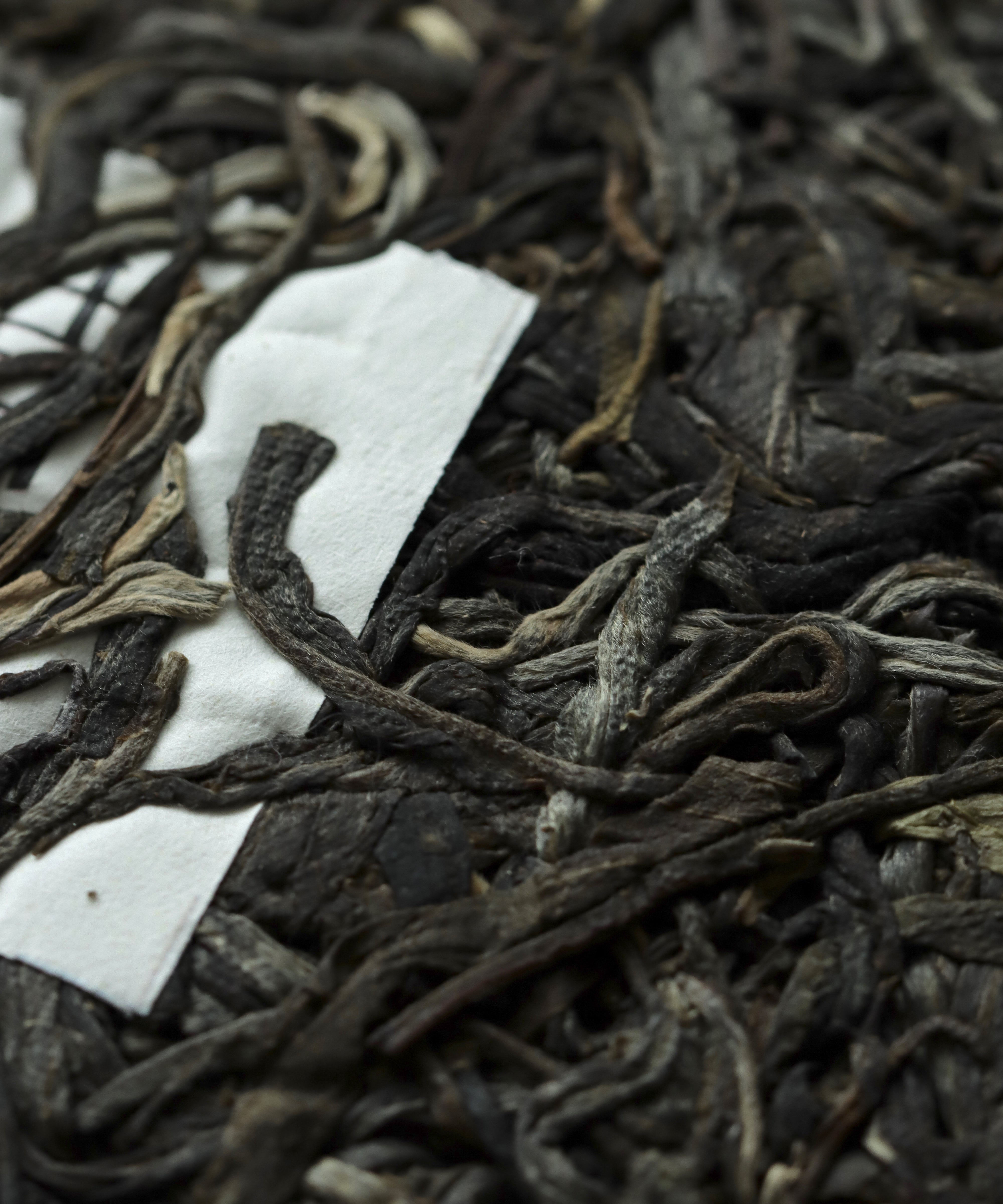 Xigui 2019 – Cultivate Tea